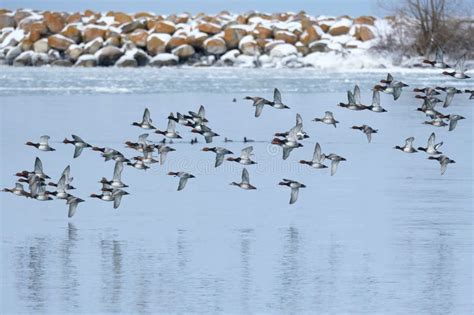 Redheads Aythya Americana And Greater Scaups Aythya Marila In Flight Along Collingwood