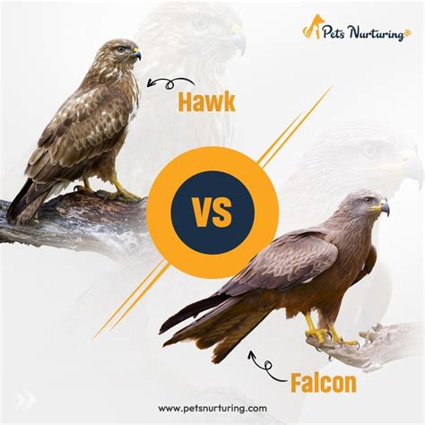 Falcon Vs Hawk Whats The Difference Between These Birds In 2023