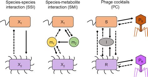 Figure 1 From Structural Identifiability And Observability Of Microbial Community Models