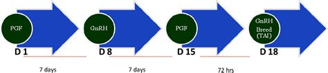 Figure 1 From Ovulation Synchronization And Timed Artificial Insemination In Goats Semantic