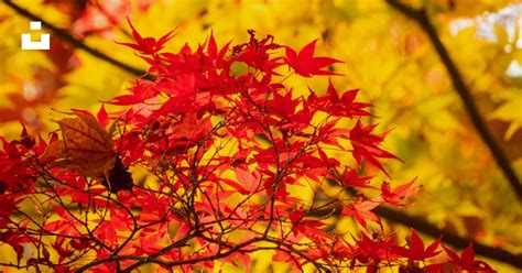 빨간색과 노란색 잎이 있는 나무의 클로즈업 사진 Unsplash의 무료 일본 이미지