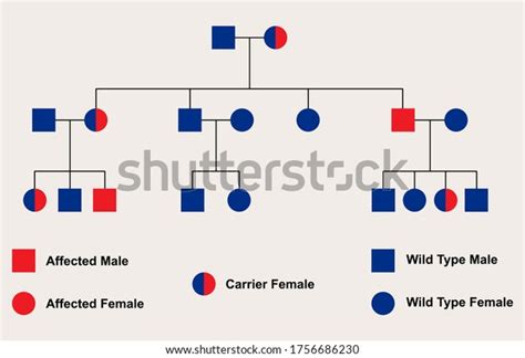 Pedigree Chart Inheritance Sex Linked Recessive Inheritance Stock