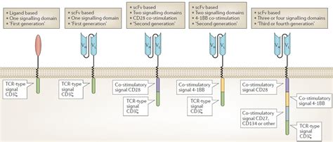 What The Next Generation T Cell Therapy Looks Like Creative Biolabs