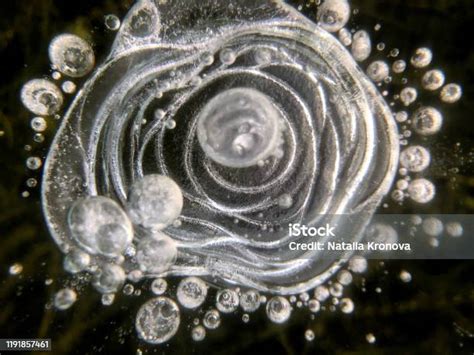 추상적 인 꽃 장미 와 얼음의 다른 패턴의 형태로 기포와 얼어 붙은 호수 물 녹조류와 어두운 바닥의 배경에 얼음 서리 형성에 그리기 디자인용 0명에 대한 스톡 사진 및 기타