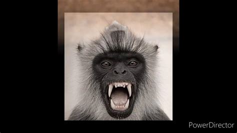 රතු දත්ත පොතට ගිය ශ්‍රී ලංකාවේ ක්ෂිරපායින් Youtube