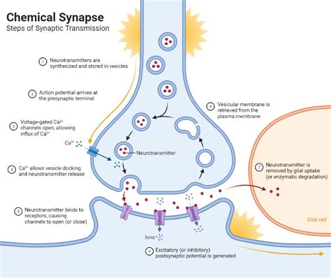 Chemical Synapse Steps Of Synaptic Transmission BioRender Science