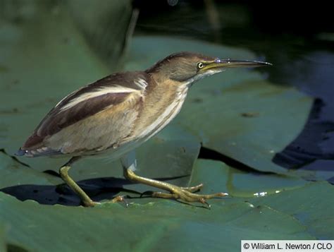 Corys Least Bittern