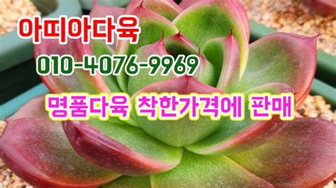 아띠아다육창다육 명품다육 Youtube