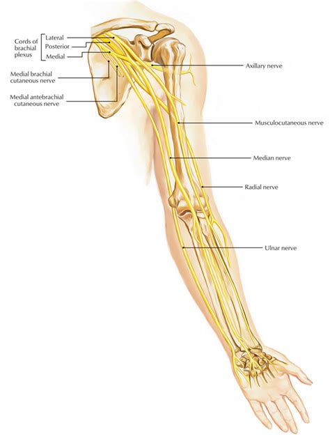 Brachial Plexus Anatomy And Clinical Correlation 2022