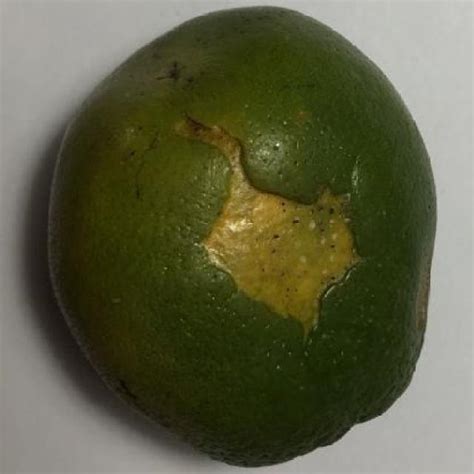 Cit2 Object Detection Dataset By Nagarjuna Sagar