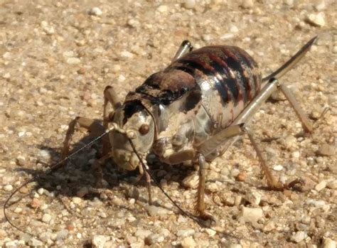 Ургамлын тоосны ХАРШЛЫН оргил үед АНХААРАХ ЗҮЙЛС