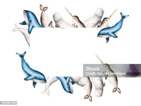 벨루가 푸른 고래 일각고래가 흰색 배경에 격리된 수채화 프레임 손으로 그림 현실적인 북극과 남극 해양 포유류 디자이너 장식 엽서 포장지 스크랩북 표지 로고 초대장 포스터 및