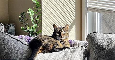 Plotting Album On Imgur