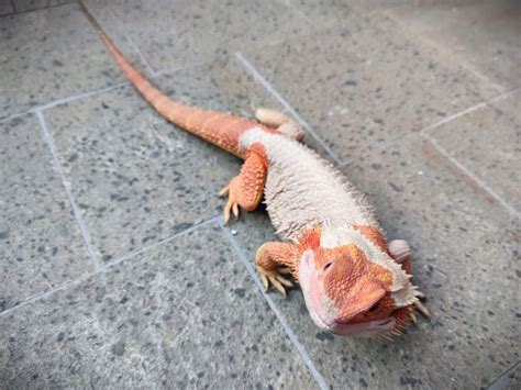 Bearded Dragon Shedding 101 The Dos Donts And Hidden Dangers