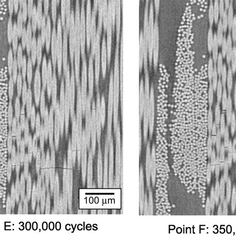 Virtual 2d X Z Slice Extracted From 3d X Ray Ct Data For Point E And F Download Scientific