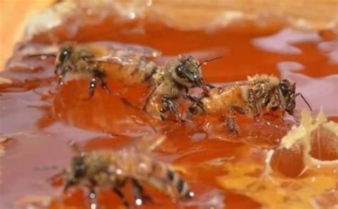 🏴hirkan 𐂂חירקאן On Twitter دوستم اسمش صمد بود و بصورت آماتور کندو