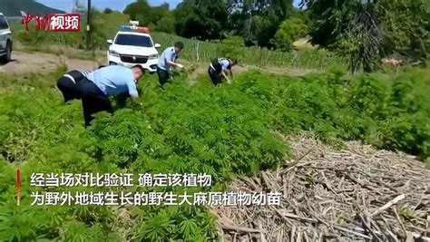 吉林珲春8120株野生大麻原植物幼苗被铲除 社会 奇闻轶事 好看视频