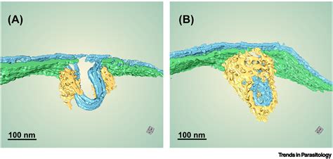 Apicomplexa Micropore History Function And Formation Trends In Parasitology
