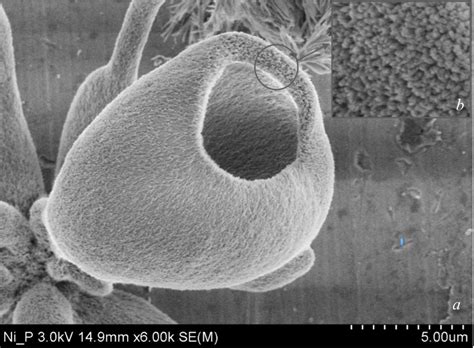 Fractal Mesoscale Architecture Of A Pod A Insert B Shows An Download Scientific Diagram