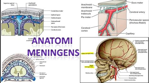 Anatomi Otak Anatomi Otak Dan Meningen Otak Besar Cer