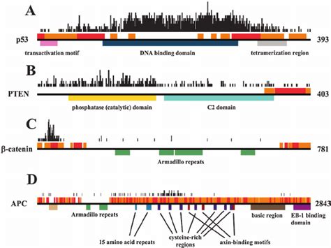 Domain Structure Location Of Disordered Binding Regions And Disordered