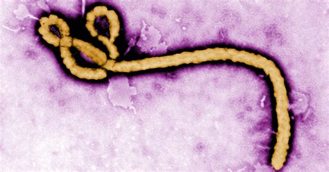Ask Well Ebola And Sex The New York Times