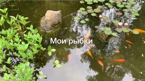 Как я кормлю своих питомцев Рыбы Пруд Youtube