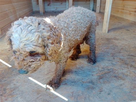 Всё Шолохово Деревня в Новгородском районе Новгородской области входит в состав Савинского