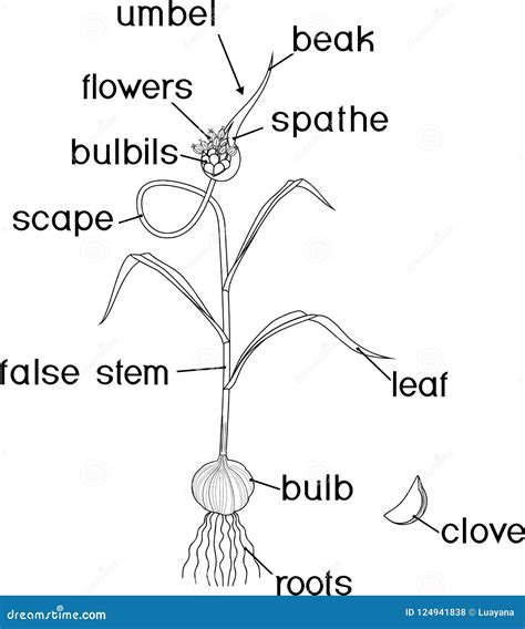 Garlic Plant Drawing By Colored Pencils Stock Illustration
