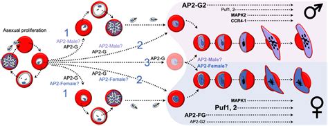 Hypothetical Routes To Sexual Differentiation Under Scenarios 1 And 2