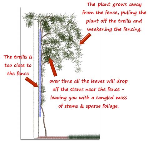 Trellis Tips For Beginner Gardeners