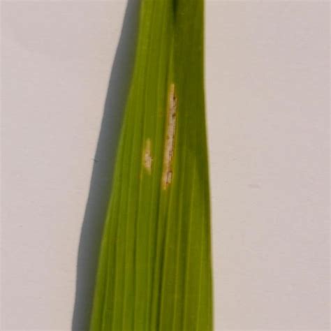 Group5 Rice Leaf Disease Datasets Object Detection Dataset V3 2023 03 03 11 19am By Tip