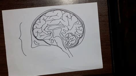 How To Draw Human Brain YouTube