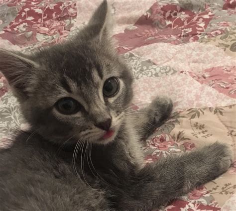 Tiny Blep Scrolller