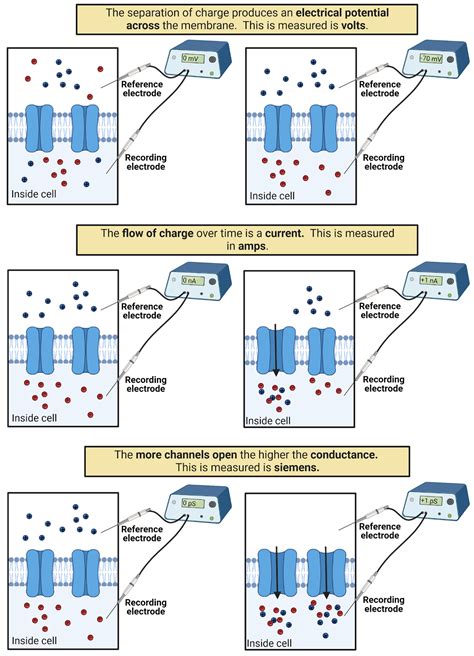 Chapter 2 Neurophysiology An Introduction To Neuroscience
