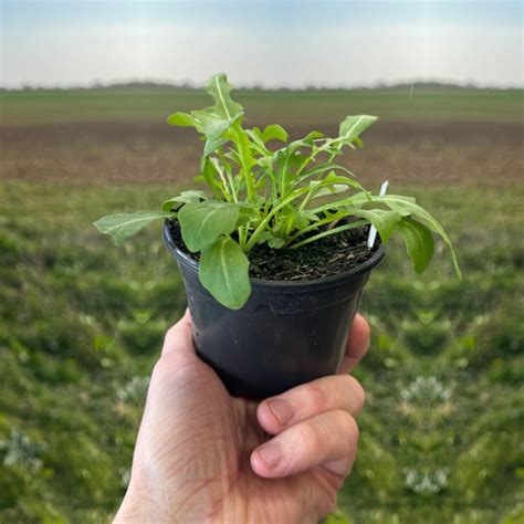 Live Food Plant Wild Rocket Evolution Reptiles