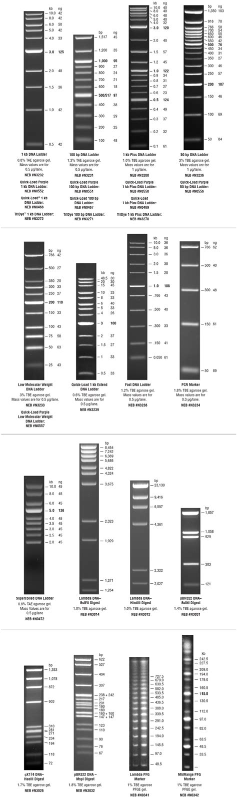 Dna Markers And Ladders Neb