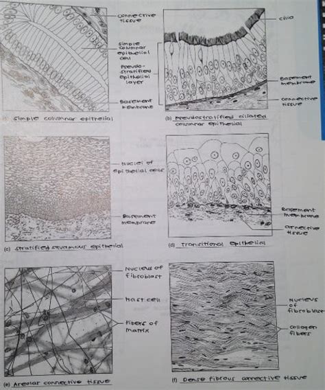 classification of tissues worksheet