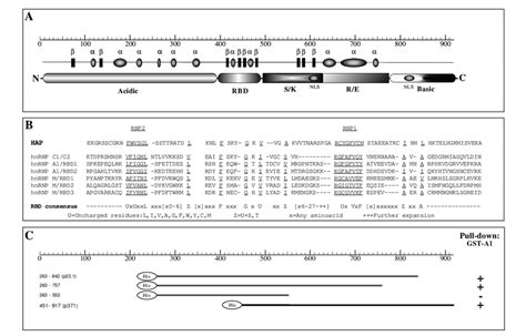HAP Structural Features A Schematic Diagram Highlighting Structural Download Scientific