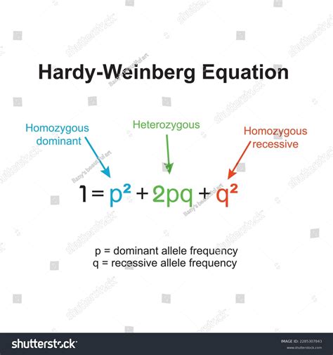 Hardy Weinberg Principle Known Hardy Weinberg Equilibrium Stock Vector Royalty Free 2285307843