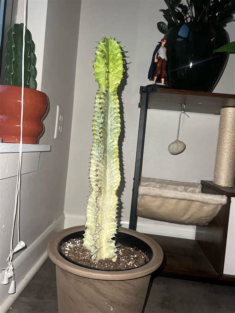 Cactus Identification Rcactus