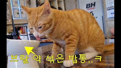 브랄 약 섞은 아침 식사 후 창석이 걱정 해 주는 고양이 Youtube