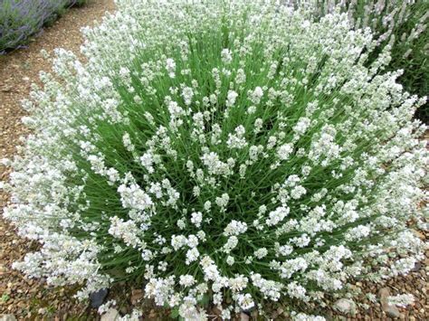 Lavandula angustifolia 'Arctic Snow' | Types of lavender plants, White ...