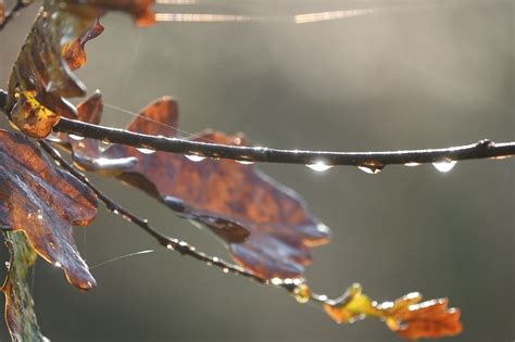 나뭇 가지 이슬 방울 나무 Pixabay의 무료 사진 Pixabay