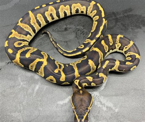 Burmese X Ball Python Hybrid At Kenneth Bray Blog