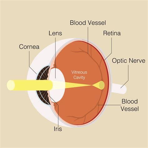 Structure And Function Of The Human Eye Human Eye Vision Problems Eyes