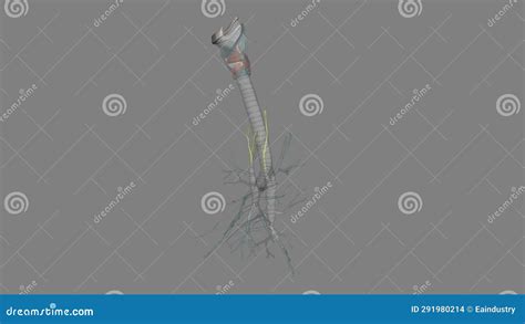 The Apical Segmental Bronchus Is The Most Superior Bronchus Of The Posterior Aspect Of The