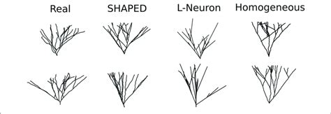 Example Dendritic Morphologies From Various Generation Approaches Download Scientific
