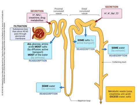 Nephron Structure And Function Integrated Human Anatomy And