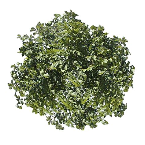 Download Premium Png Of Tree Png Top View Spring Clipart Transparent